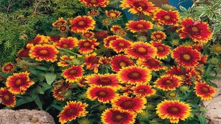 Gaillardia x Grandiflora 'Arizona Sun' (Blanket Flower) – The NuScape Store