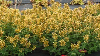 Agastache Poquito 'Butter Yellow' (Dwarf Hummingbird Mint) – The ...