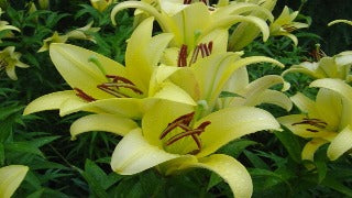 Lilium 'Outback' (Oriental x Trumpet Hybrid Lily) – The NuScape Store