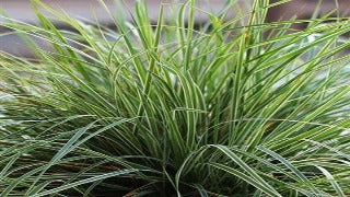 Calamagrostis Acutiflora 'Hello Spring' (Variegated Feather Reed Grass ...