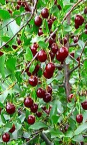 Cupid Cherry Shrub – The NuScape Store