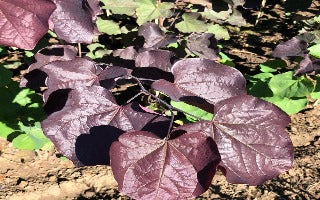Cercis Canadensis Midnight Express ('RNI-RCC3') (Proven Winners ColorC ...