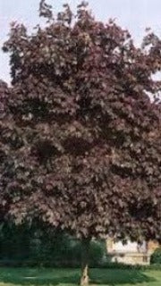 Acer Platanoides 'Deborah' (Deborah Maple) – The NuScape Store