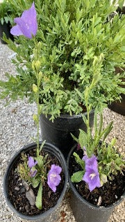 Campanula Persicifolia 'Takion Blue' (Peach-leaved Bellflower) – The ...