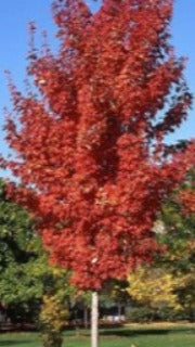 Acer Saccharum 'Endowment' (Endowment Sugar Maple) – The NuScape Store