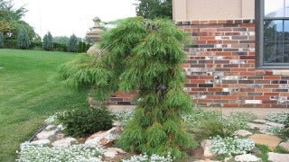Pinus Strobus 'Angel Falls' (Angel Falls White Pine) – The NuScape Store