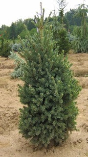 Picea Mariana 'Blue Teardrop' (Black Spruce) – The NuScape Store
