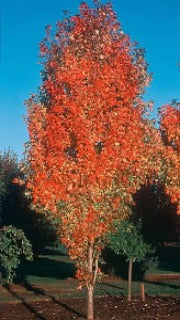 Acer Rubrum 'Bowhall' (Bowhall Maple) – The NuScape Store
