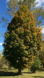 Acer Saccharum 'Columnare' (Columnar Sugar Maple) – The NuScape Store