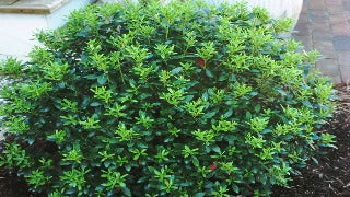 Ilex Glabra 'Compacta' (Compact Inkberry) – The NuScape Store