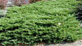 Juniperus x Pfitzeriana 'Pfitzeriana Compacta' (Compact Pftizer Junipe ...
