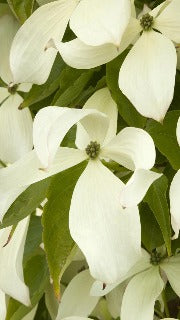 Cornus x Constellation ('Rutcan') (Constellation Dogwood) – The NuScape ...