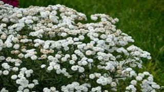 Achillea Ptarmica Peter Cottontail Sneezewort – The NuScape Store
