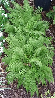 Athyrium Filix--Femina 'Lady in Lace' (Dwarf Lady Fern) – The NuScape Store