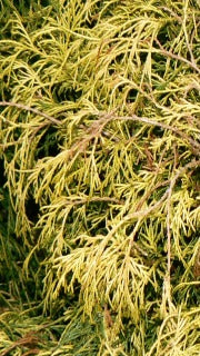 Chamaecyparis Pisifera 'Filifera Aurea Nana' (Dwarf Golden Threadleaf ...