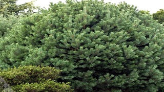 Pinus Sylvestris 'Glauca Nana' (Dwarf Blue Scots Pine) – The NuScape Store