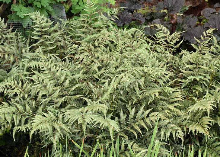 Athyrium x 'Godzilla' (Giant Japanese Painted Fern) – The NuScape Store
