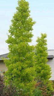 Ginkgo Biloba Gold Spire ('Blagon') (Gold Spire Maidenhair Tree) – The ...