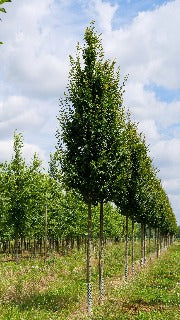 Carpinus Betulus 'Lucas' (Lucas Pyramidal Hornbeam) – The NuScape Store