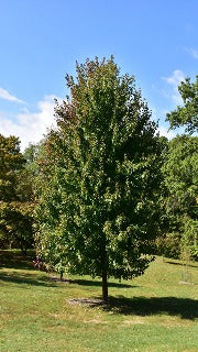 Acer x Freemanii 'Marmo' (Marmo Maple) – The NuScape Store