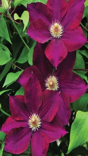Clematis Volcano 'Mazowsze' – The NuScape Store