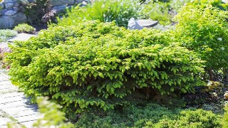 Picea Abies 'Nidiformis' (Bird's Nest Norway Spruce) – The NuScape Store