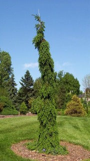 Picea Omorika 'Pendula Bruns' (Bruns Weeping Serbian Spruce) – The ...