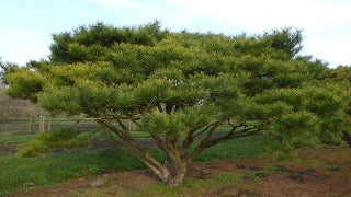 Pinus Desiflora 'Umbraculifera' (Compact Tanyosho Pine) – The NuScape Store