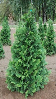 Chamaecyparis Obtusa 'Compacta' (Hinoki Falsecypress) – The NuScape Store