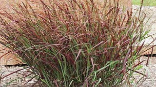 Panicum Virgatum 'Prairie Fire' (Prairie Fire Switch Grass) – The ...