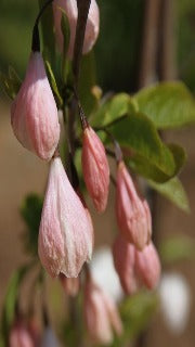 Halesia Carolina 'Rosy Ridge' (Rosy Ridge Carolina Silverbell) – The ...