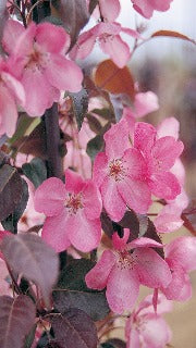 Malus Royal Beauty (Crab Apple Tree) – The NuScape Store