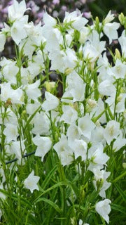 Campanula Persicifolia 'Takion White' (Peach-leaved Bellflower) – The ...