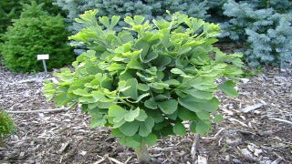 Ginkgo Biloba 'Troll' (Maidenhair Tree) – The NuScape Store