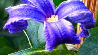 Clematis Heracleifolia (Tube Clematis) – The NuScape Store