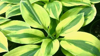 Hosta 'Velvet Moon' (Plantain Lily) – The NuScape Store