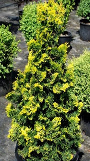 Chamaecyparis Obtusa 'Verdoni' (Hinoki Falsecypress) – The NuScape Store