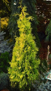 Thuja Occidentalis 'Yellow Ribbon' (Yellow Ribbon Cedar) – The NuScape ...